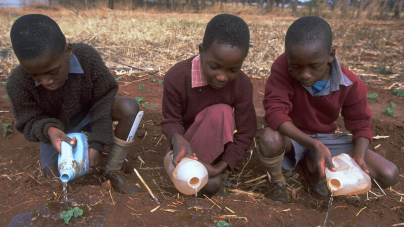 Lesotho - SUN progress portal